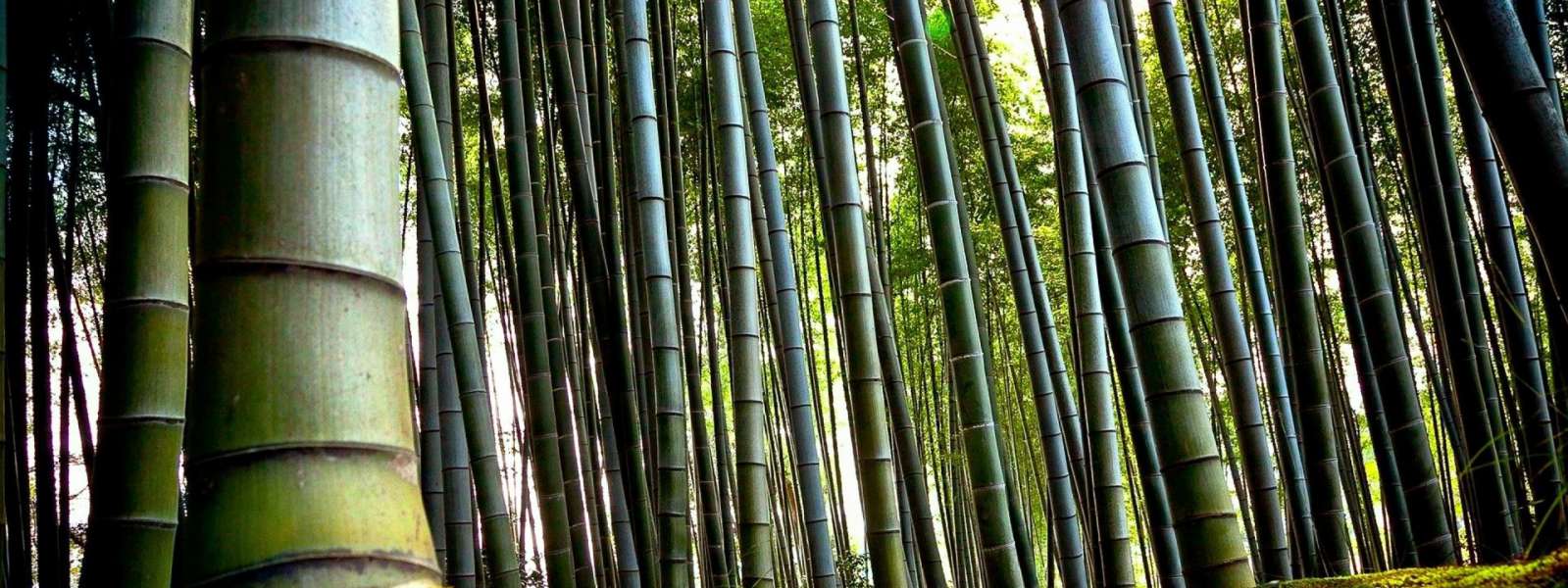 PARQUET BAMBU BAMBOO | PAVIMENTI IN BAMBU'